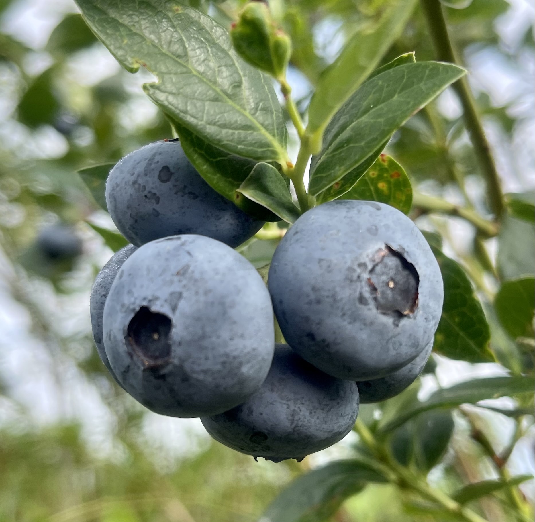 Yancey’s BlueBerry Farm